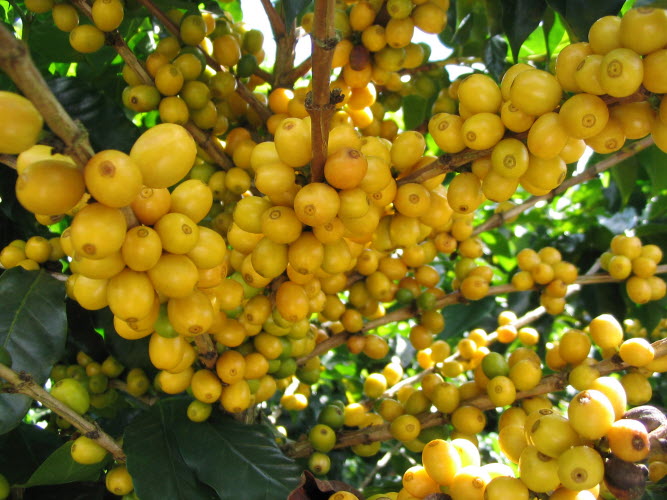 Yellow Bourbon Brazilian Compostable Eco Nespresso Compatible